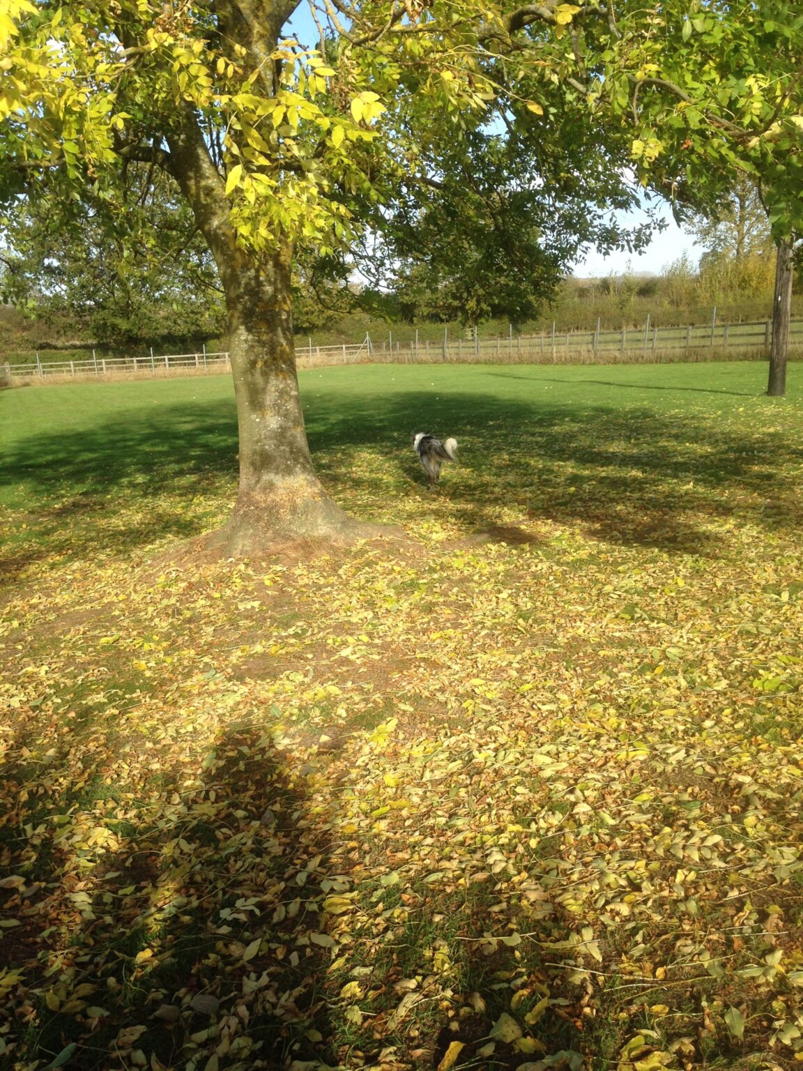 Broadacres Enclosed Dog Walking Field - Dog Walking Fields UK