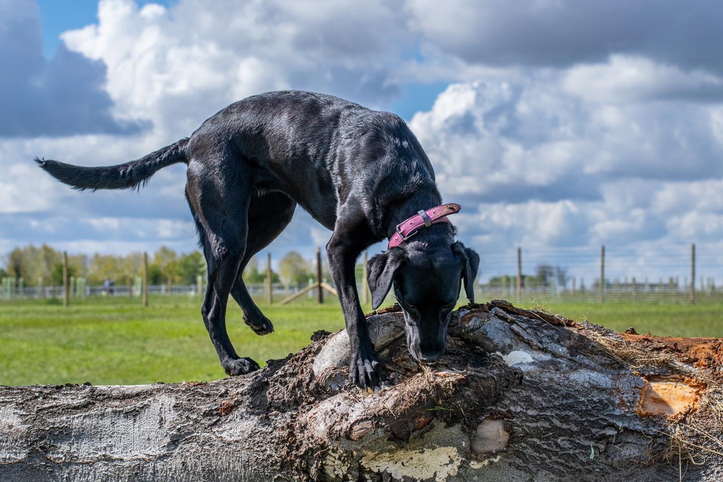 Percys Park - Dog Walking Fields UK
