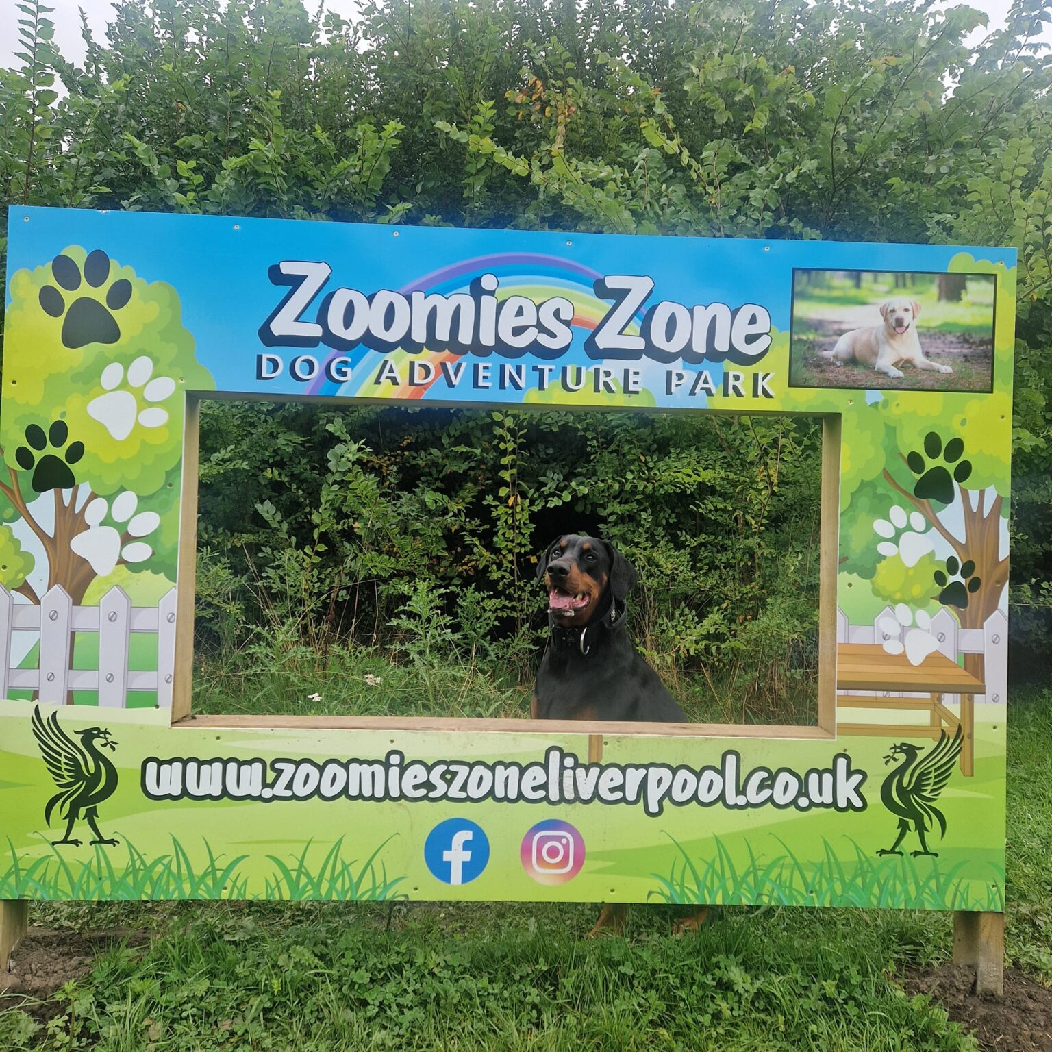 Zoomies Zone Liverpool - Dog Walking Fields UK
