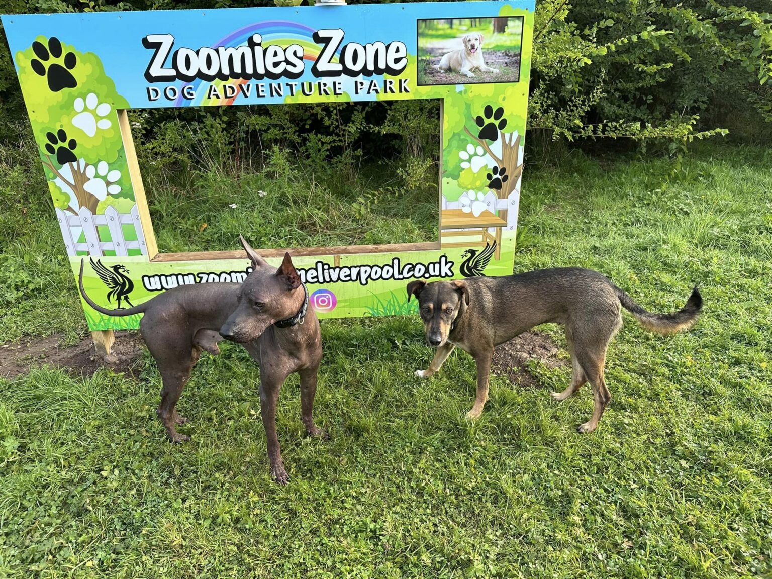 Zoomies Zone Liverpool - Dog Walking Fields UK