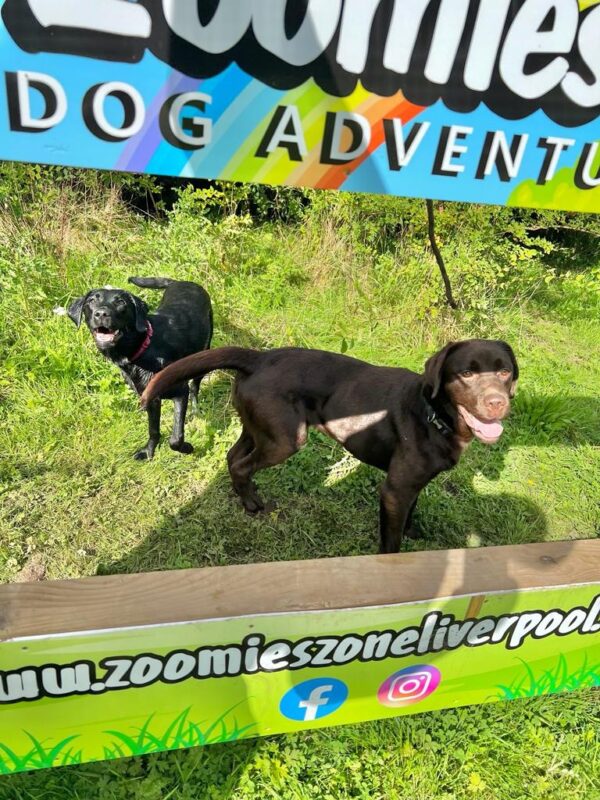 Zoomies Zone Liverpool - Dog Walking Fields UK